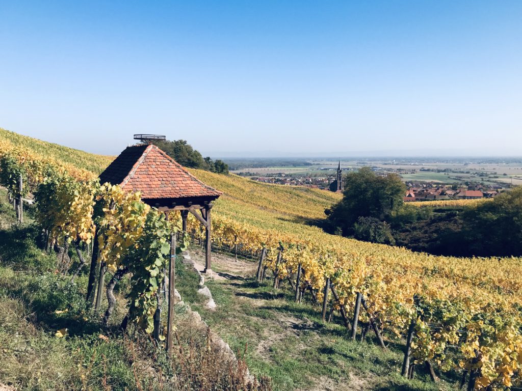 Balade gastro-vinique, Oenotourisme en Alsace – Les Vignobles Ruhlmann ...